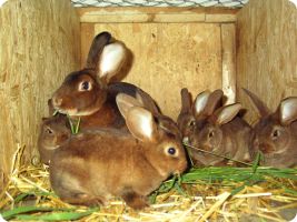 Website of Castor rex rabbits